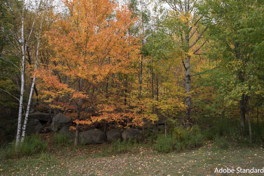 5D IV ACR Camera Profile Comparison: Adobe, Huelight, VSCO | DPReview Forums