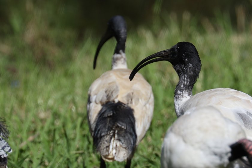 100-400mmL II - an issue with streaks in bokeh (PICS) | Page 2 | DPReview Forums