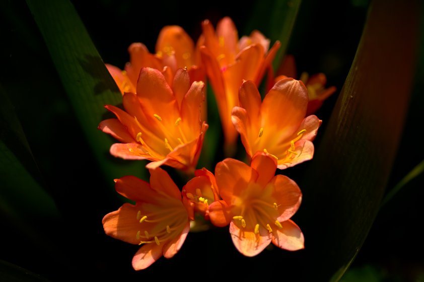 Field Utility... The Nikkor 60mm F2.8D | DPReview Forums