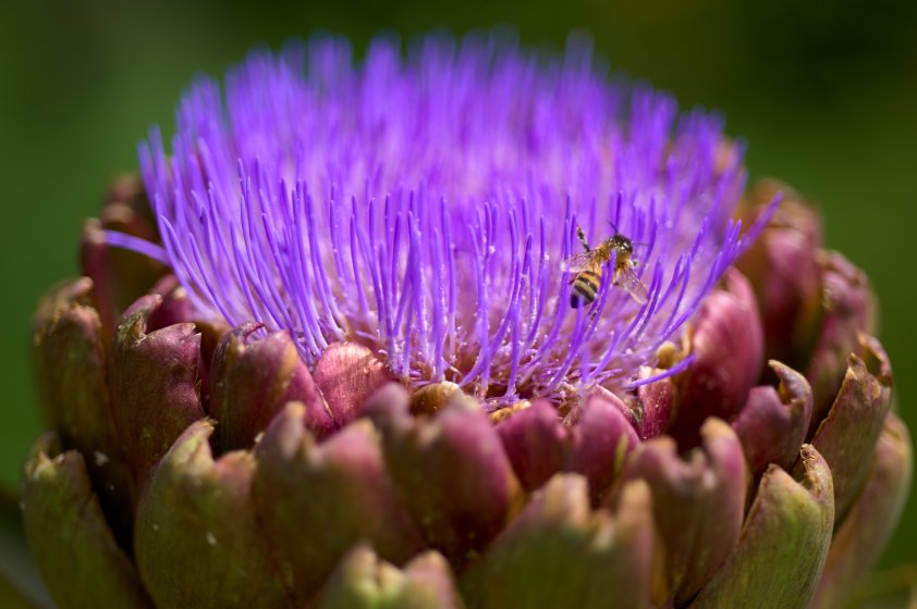 Field Utility... The Nikkor 60mm F2.8D | DPReview Forums