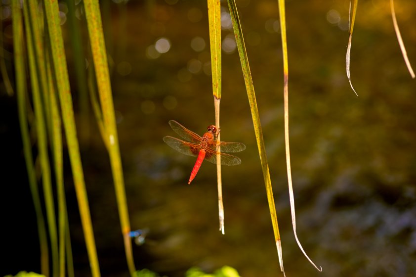 Field Utility... The Nikkor 60mm F2.8D | DPReview Forums