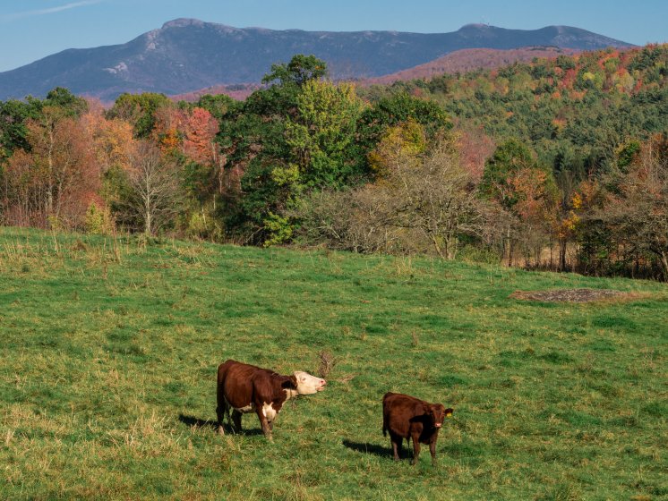 Fall foliage near my house in Vermont | DPReview Forums