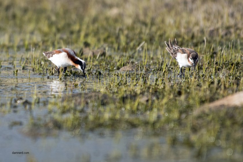 Wilson's Phalarope | DPReview Forums