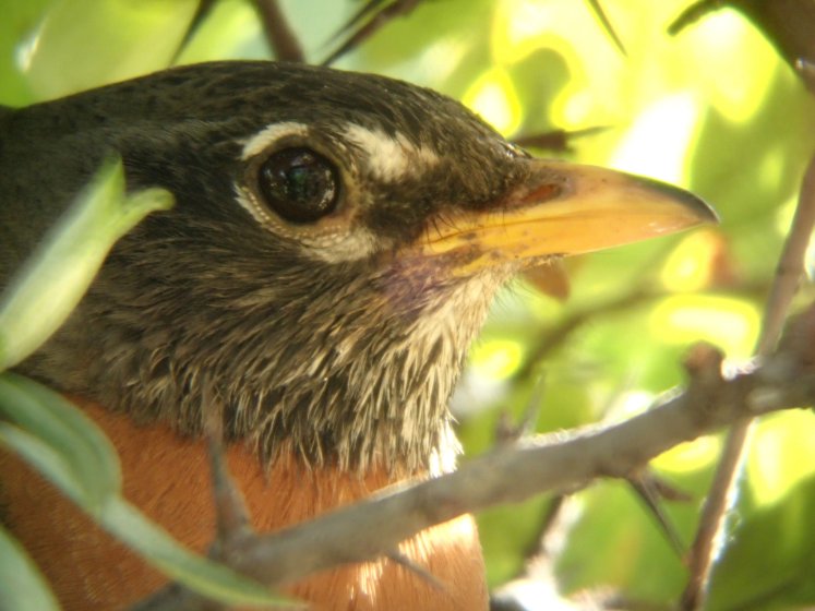 Birding with Questar telescope and TG-2 | DPReview Forums