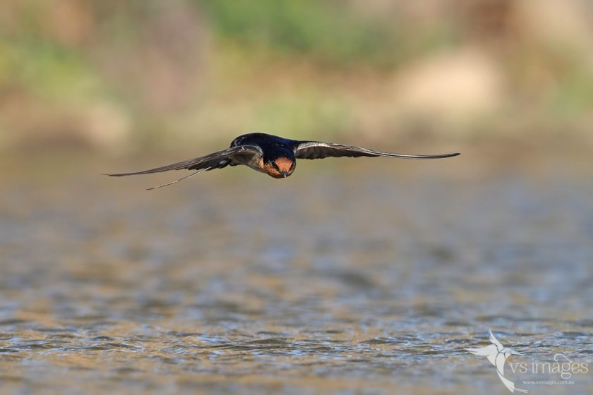 E-M1 X Swallows in flight C-AF | Page 3 | DPReview Forums