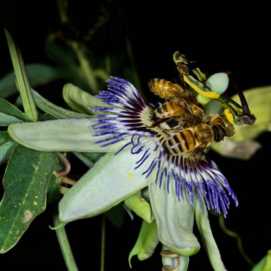 Conference of bees | DPReview Forums