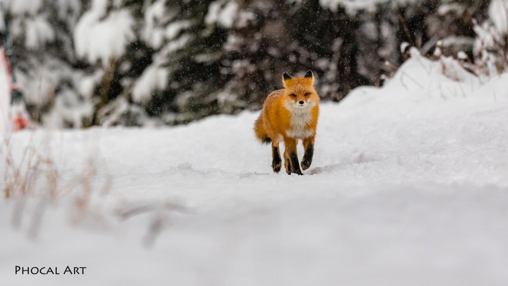 Gorgeous is Foxy (Image Heavy) | DPReview Forums