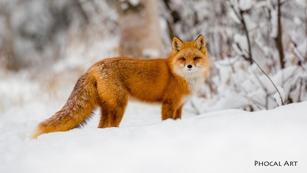 Gorgeous is Foxy (Image Heavy) | DPReview Forums