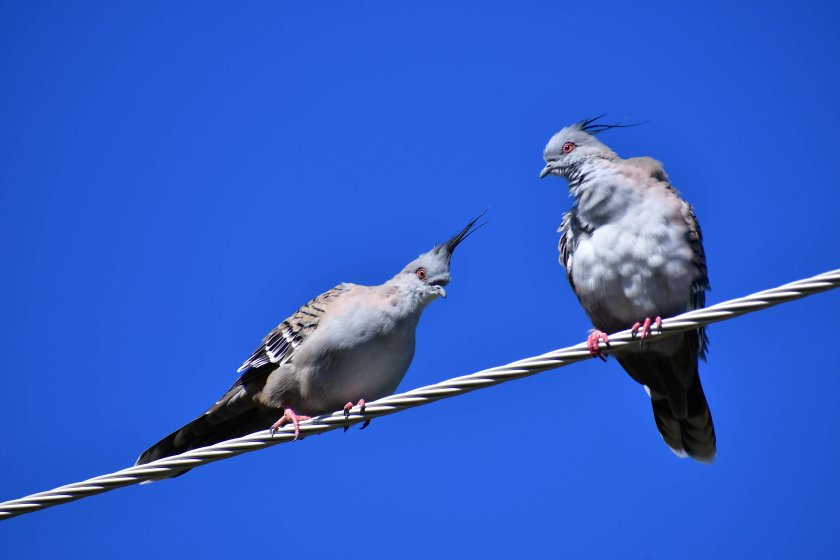 Tamron 100-400 vs Nikon 70-300 AF-P DX | Page 2 | DPReview Forums