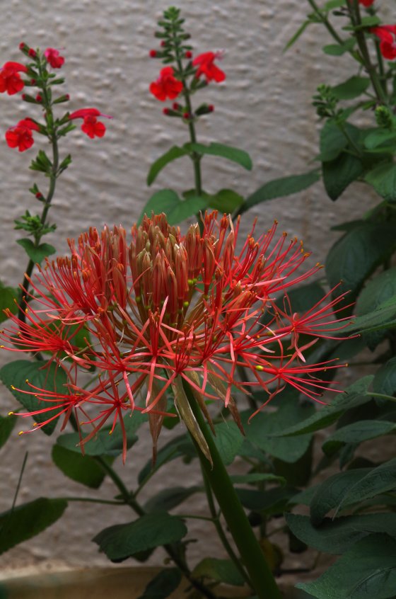 Leo's Favourite Flowers, May 2013 II | Page 3 | DPReview Forums