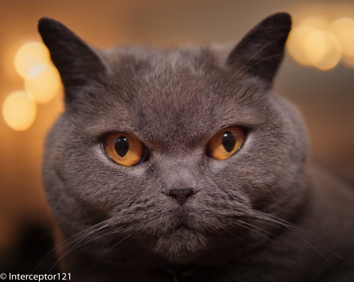 Panasonic Leica DG Summilux 25mm F1.4 II - My impression and review | DPReview Forums