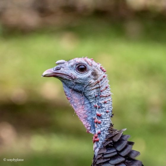 Turkey snood and wattle | DPReview Forums