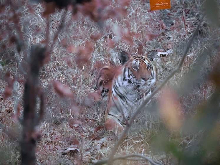 OM-1 and 150-400mm near dark performance | DPReview Forums