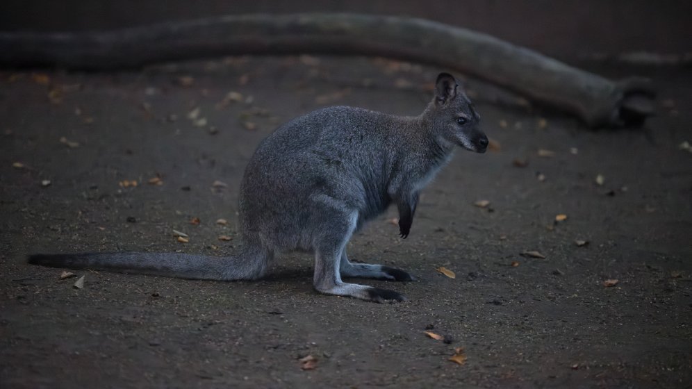 New Canon Neural Network Image Processing Tool 1.0 | DPReview Forums