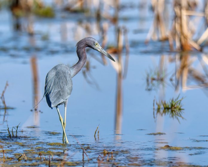 Little Big Heron | DPReview Forums