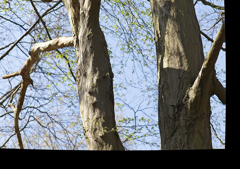 Sony a7IV has broken apsc crop mode with lossless raws | DPReview Forums