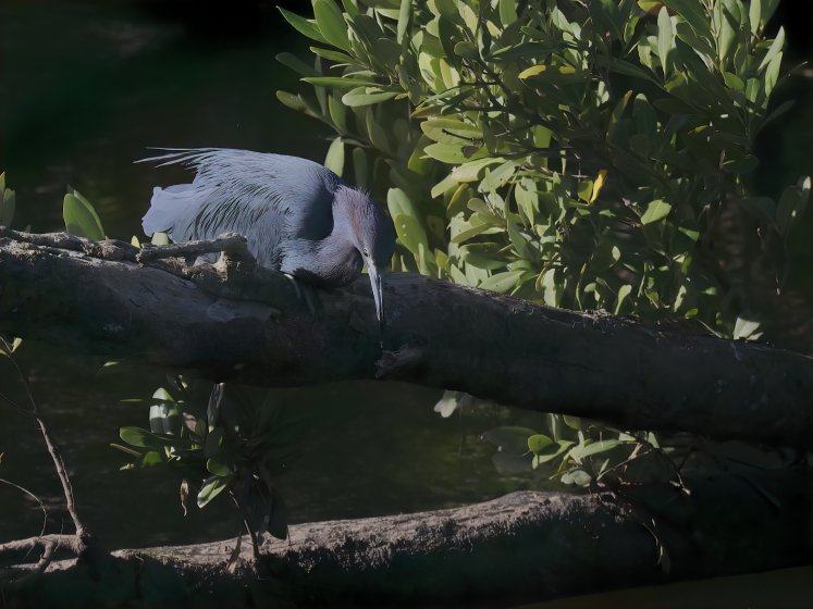 The Vantage Point | DPReview Forums