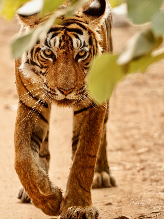 A recent visit to Ranthambore National Park in India Part 1- My first time visit | DPReview Forums