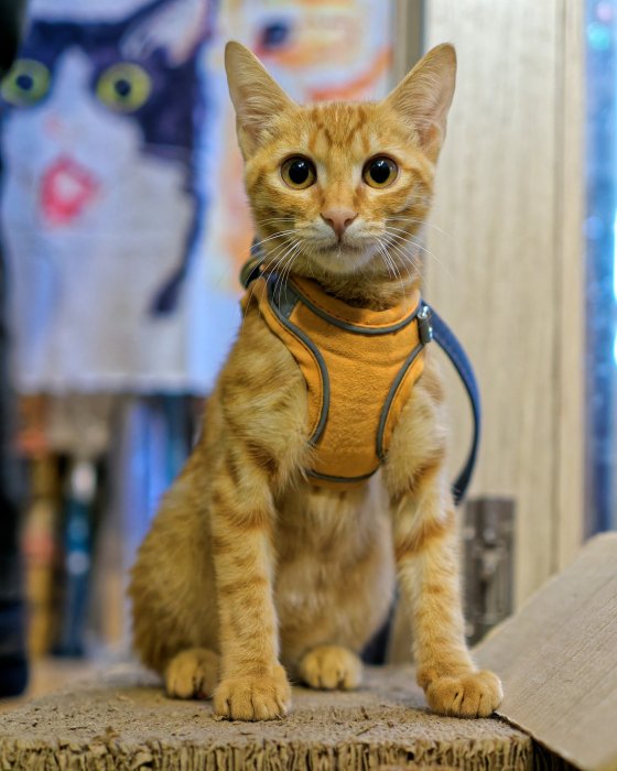 So I tried DxO Colour Profile Calibration | DPReview Forums