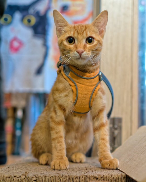 So I tried DxO Colour Profile Calibration | DPReview Forums