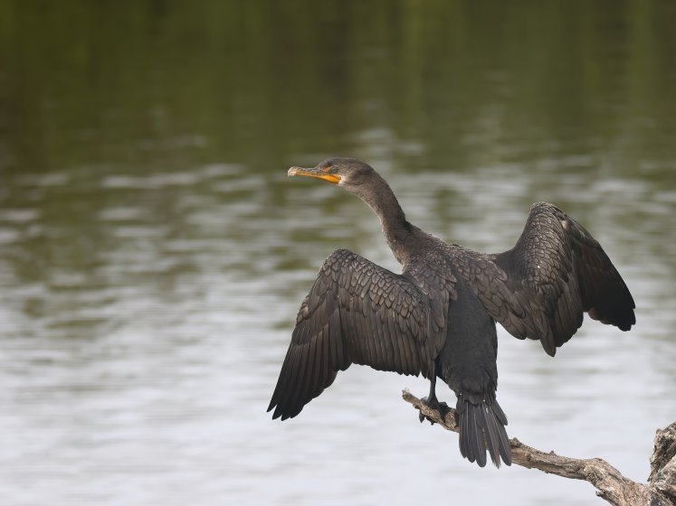 Double Crested Cormorant | DPReview Forums
