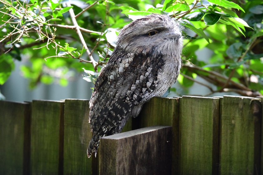 Tawney Frogmouth | DPReview Forums