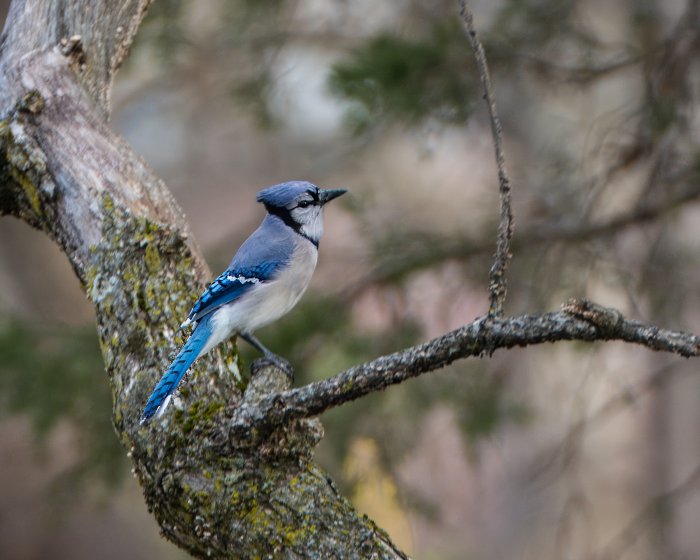 Topaz Photo-AI | DPReview Forums