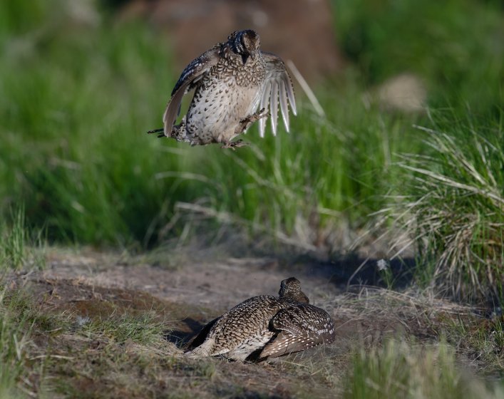 Pre-Capture option | DPReview Forums