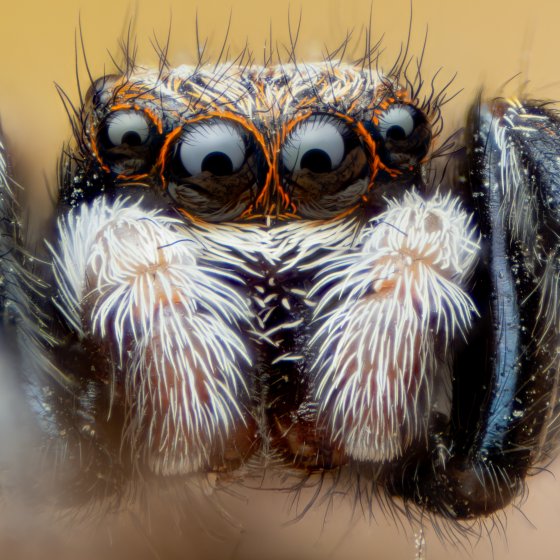 Extreme magnification (6x -> 2.9mm fov) wildlife photography useable in ...