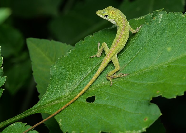 Lizard and beetle | DPReview Forums