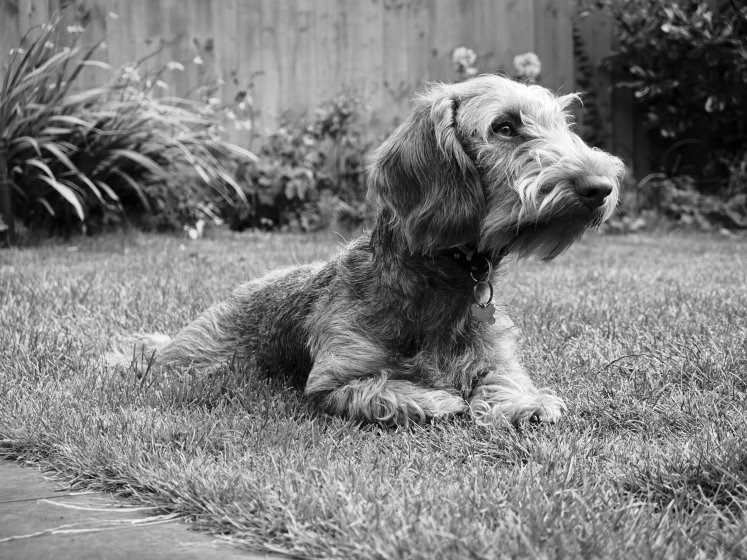 Xiaomi 14 Ultra B&W+Color | DPReview Forums