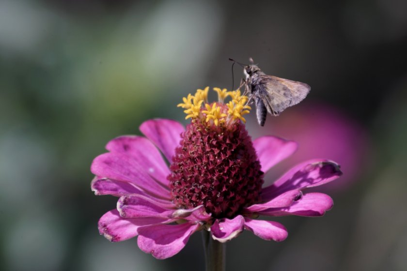 A new 420-800mm zoom lens for $67? | DPReview Forums