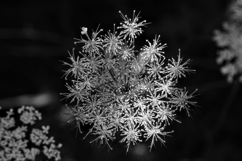 Dancing Light | DPReview Forums