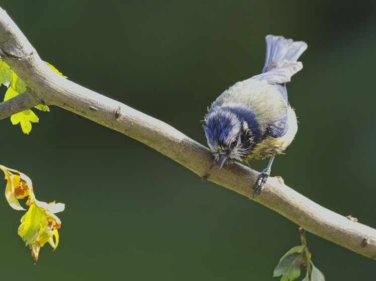 A Few Garden Birds | DPReview Forums