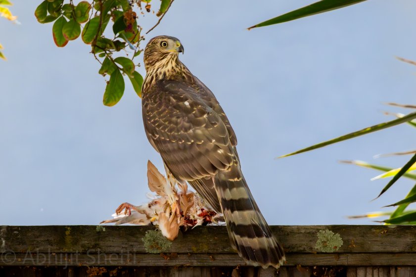 Nature red in tooth and claw... | DPReview Forums