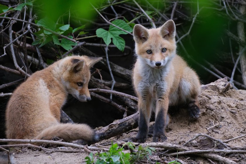 Cute fox kits | DPReview Forums