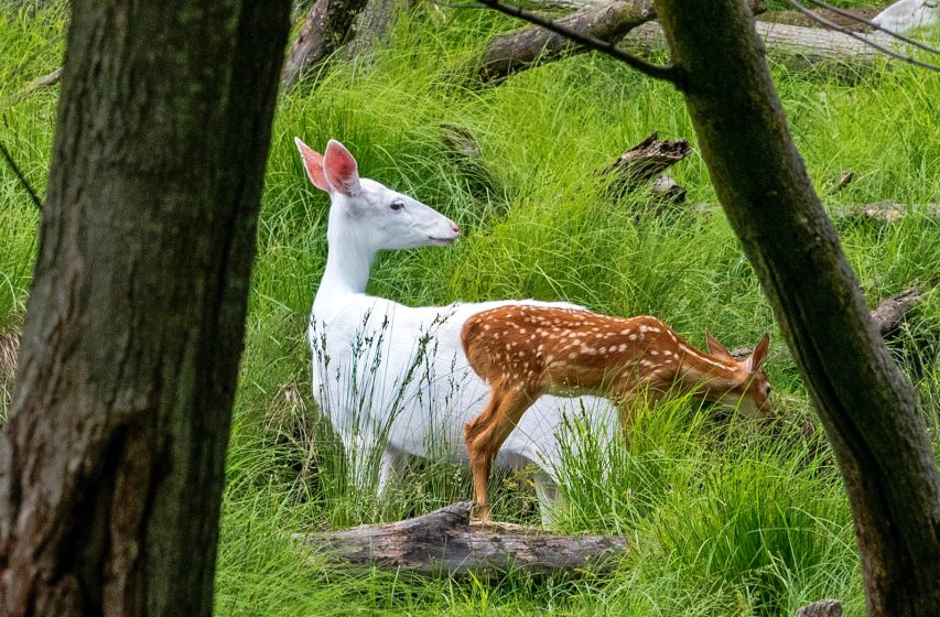 Albino deer | DPReview Forums