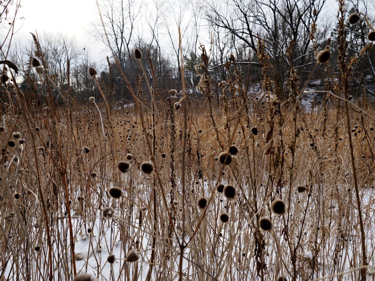 * The Weekly Image Thread 25 01 11 #944 * | Page 3 | DPReview Forums