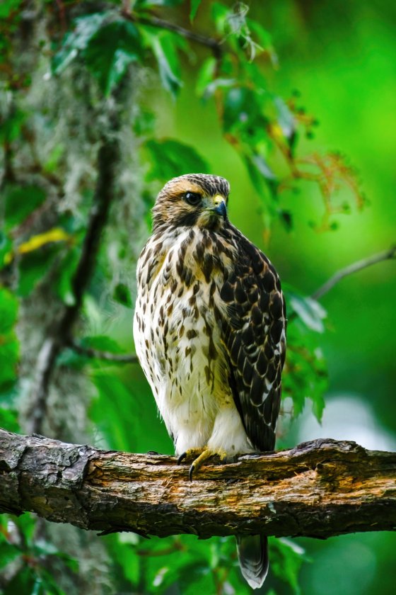 Red-shouldered Hawk Juvenile | DPReview Forums