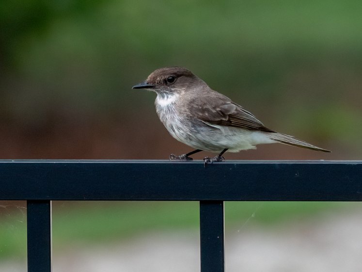 Eastern Phoebe | DPReview Forums