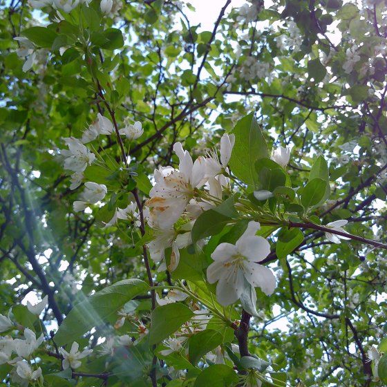 The Chuzhao mini digital TLR | DPReview Forums