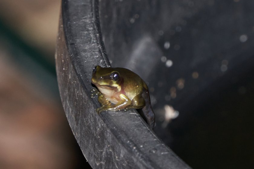 green tree frog tadpole | DPReview Forums