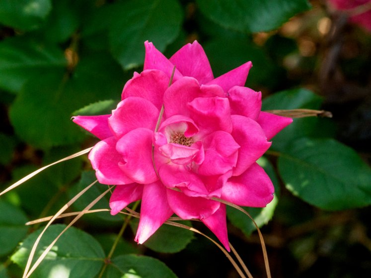 Rose bush out front window | DPReview Forums