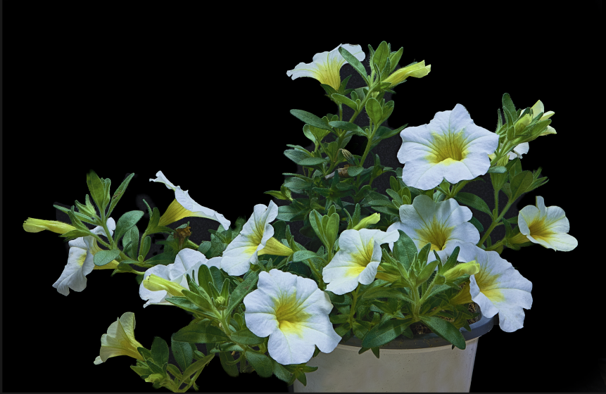 White Million Bells | DPReview Forums