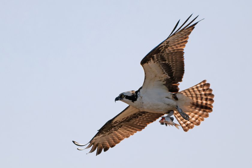 Male Osprey food delivery to incubating mate | DPReview Forums
