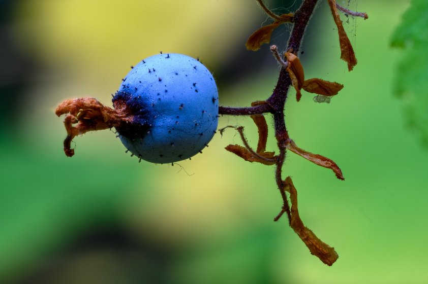 Seletion of Flowers | DPReview Forums