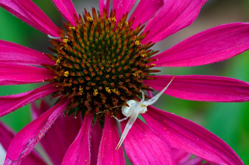 Seletion of Flowers | DPReview Forums