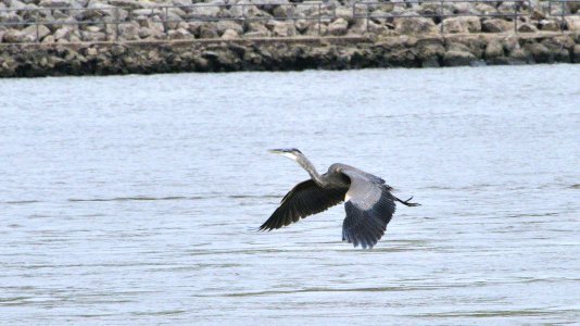 Another Heron | DPReview Forums