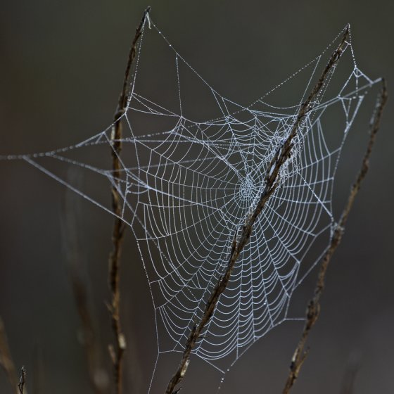 Two 500mm close-ups | DPReview Forums