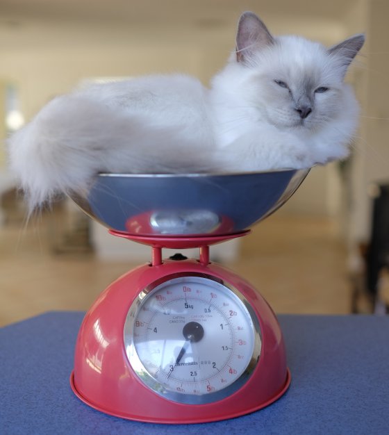 Sunday Cat! #338 March 23, 2014 ((-: | Page 2 | DPReview Forums